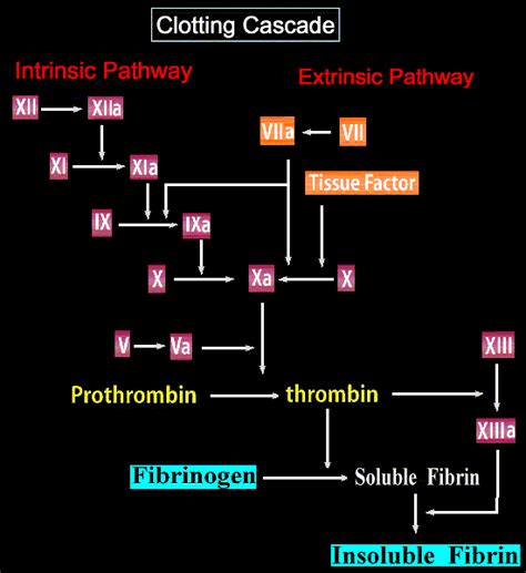 Bloodcoagulation