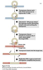 MBB 331 Midterm 2 Lec 11 Flashcards Quizlet