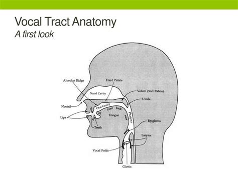 Ppt Linguistic Preliminaries Part I Whats Special About Language Intro To Phonetics