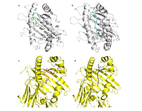 Interaction Analysis Of Peptides With Hla A And Hla Dr A