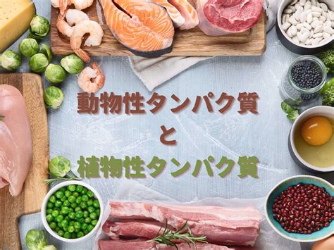 動物性タンパク質と植物性タンパク質についてブログお知らせダイエット専門パーソナルジムカロリートレードジャパン