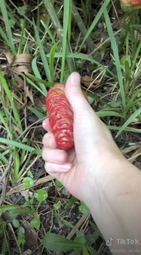 People Are Growing These Plants That You Can Squeeze Natural Shampoo From