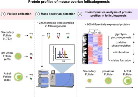 Quantitative Proteomic Analysis Uncovers Protein Expression Profiles During Gonadotropin