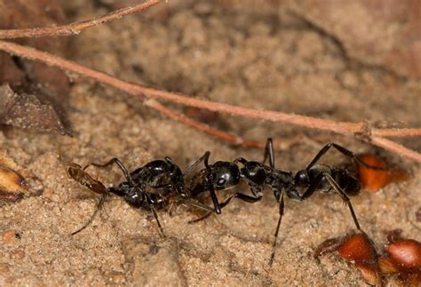 Hormigas sorprendentes producen antibióticos y tienen enfermeras que cuidan a las guerreras