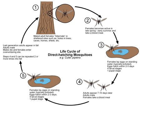 Resources Public Health And Medical Entomology Purdue Biology