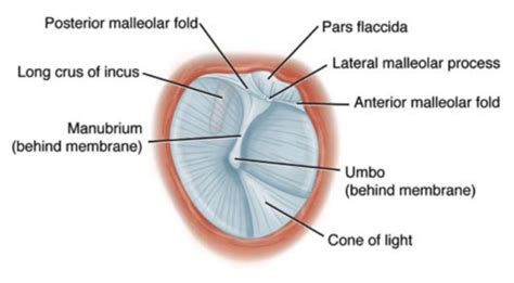 Manubrium Ear
