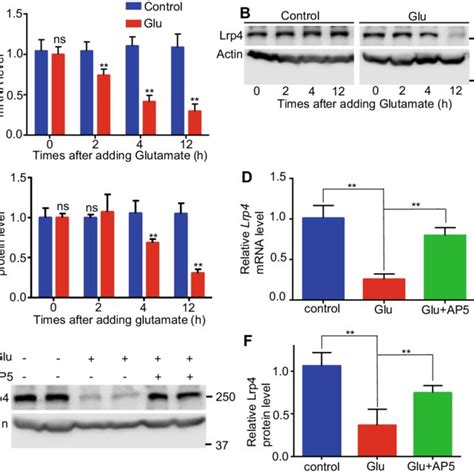 Pdf Lrp4 In Hippocampal Astrocytes Serves As A Negative Feedback