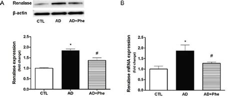 Phentolamine Attenuated Epinephrine Evoked Renalase Expression
