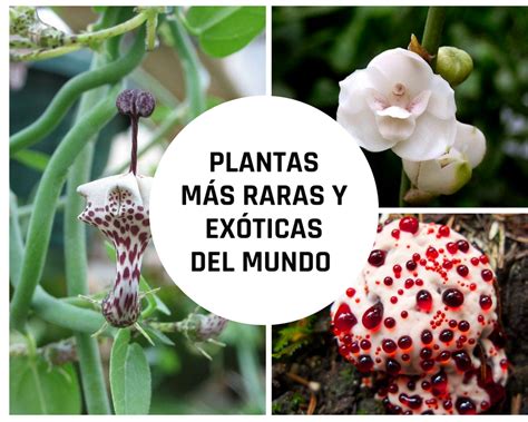Litru Problema Citat Las Plantas Mas Raras Del Mundo Caracter Farmacist