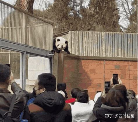 熊猫公主 花花 知乎