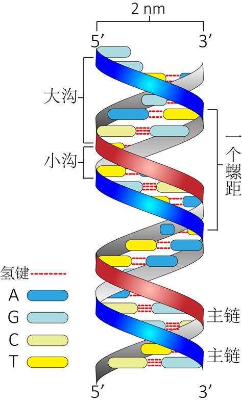 Dna双螺旋螺旋方向类型