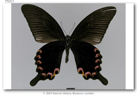Papilio Dialis Tatsuta Type Specimens