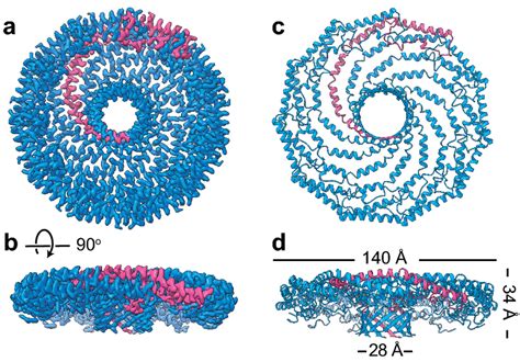 Cryo Em Structure Of The Human Cav1 8s Complex Reveals It Is A Tightly