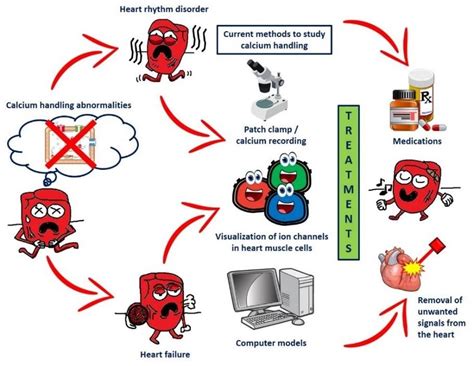 3 The Effects Of Calcium Handling Abnormalities In The Heart And