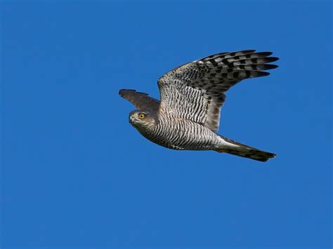Premium Photo Eurasian Sparrowhawk Accipiter Nisus