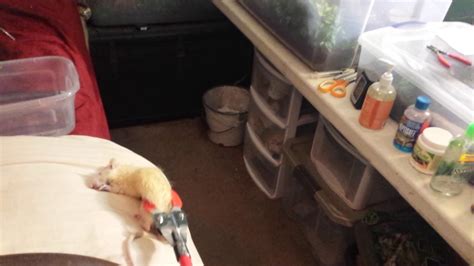 Reticulated Python Feeding Youtube