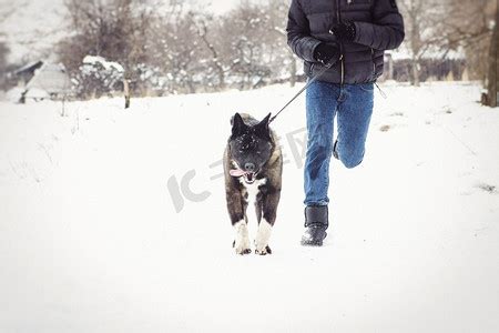 犬系卡通摄影图片 犬系卡通摄影作品 千库网