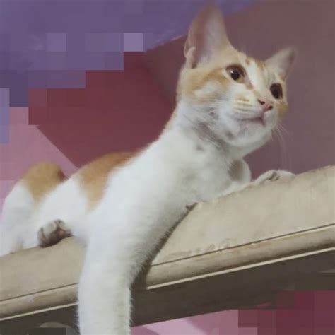 Cat Master Coco Youtube