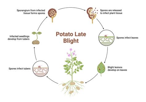 Late Blight In Potato Biorender Science Templates