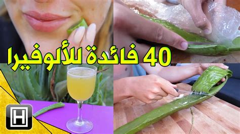 أربعين فائدة لصبار الالوفيرا وإستعمالاتها المختلفة على البشرة والشعر والجسم Youtube