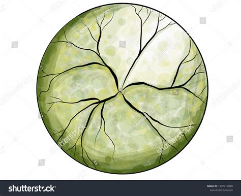 Landscaping Tree Plan Presentation Top View Stock Vector Royalty Free 1307412040 Shutterstock