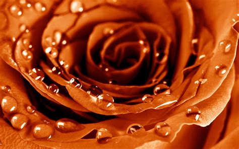 Orange Rose With Water Droplets Hd Wallpaper Wallpaper Flare