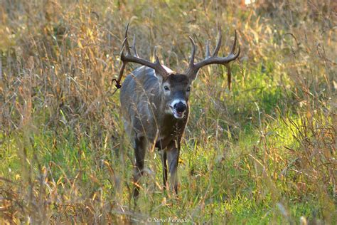 Natural World Through My Camera A Buck With A History