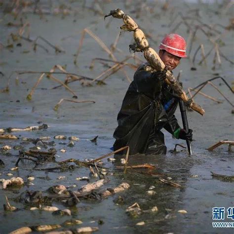 涨渡湖淘“金”，新洲忙碌着这样一群人莲藕种植泥塘
