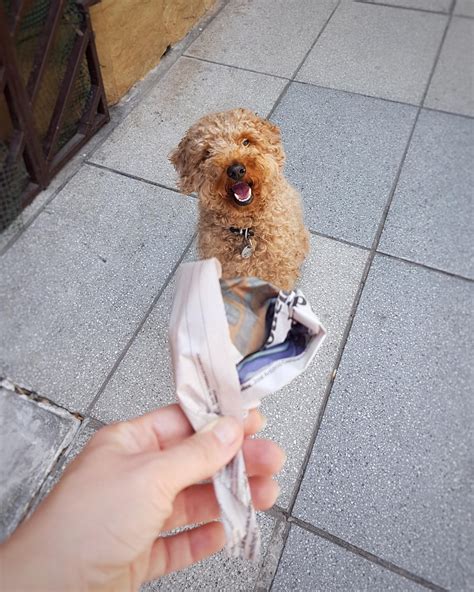 Se Puede Quemar Caca De Perro