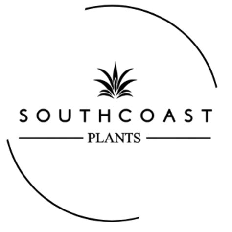 Heliconia Kawauchi Southcoast Plants