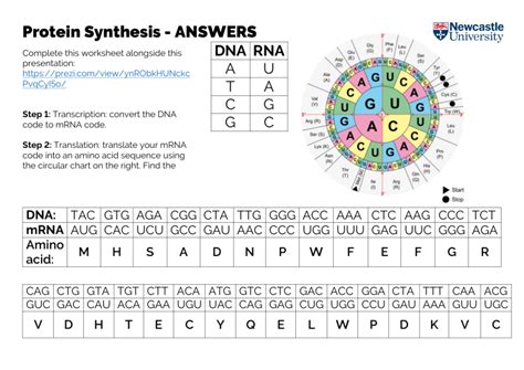 Protein Synthesis Answers