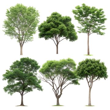 Collection Set Of Trees Isolated On Transparent Background Collection