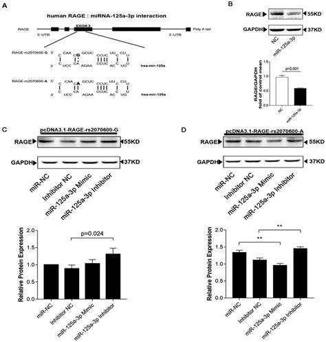 Mir‐125a‐3p Directly Targets The Rs2070600‐a Allele And Mediates
