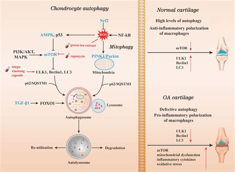 Frontiers Knowledge Mapping Of Autophagy In Osteoarthritis From 2004