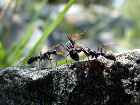 Jack Jumper Ant L Impressively Evolved Our Breathing Planet