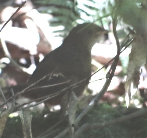 Sunshinecoastbirds Multiple Rufous Scrub Bird Sightings And Other Goodies In The Border Ranges