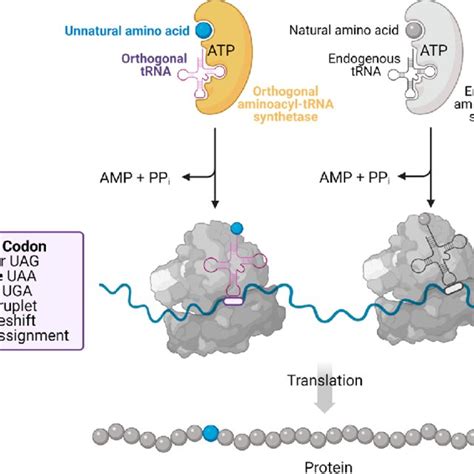 Bio Orthogonal Translation With Orthogonal And Tethered Ribosomes Download Scientific Diagram