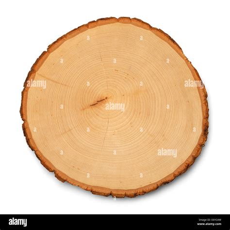 Tree Cross Section Hi Res Stock Photography And Images Alamy