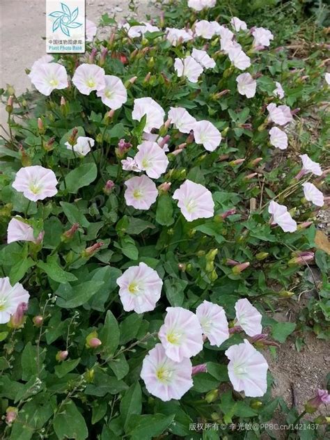 打破碗花的排列组合 知乎