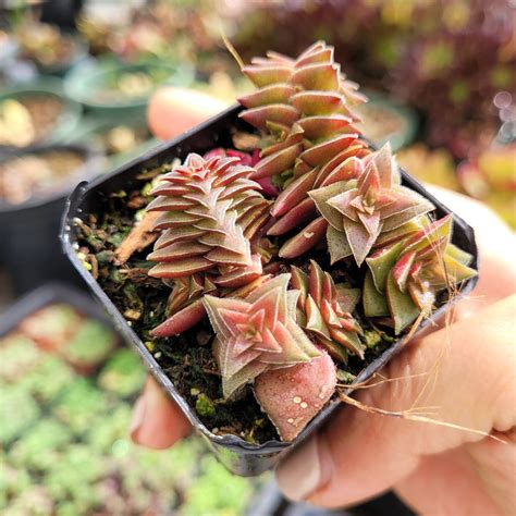 Crassula Capitella Subsp Thyrsiflora Red Pagoda Succulent Care