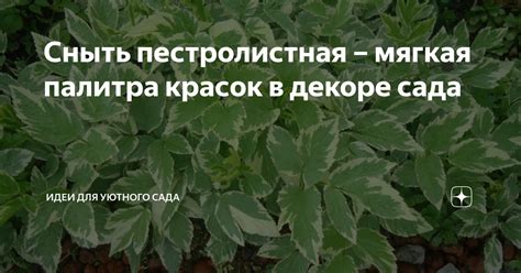 Сныть пестролистная мягкая палитра красок в декоре сада Идеи для уютного сада Дзен