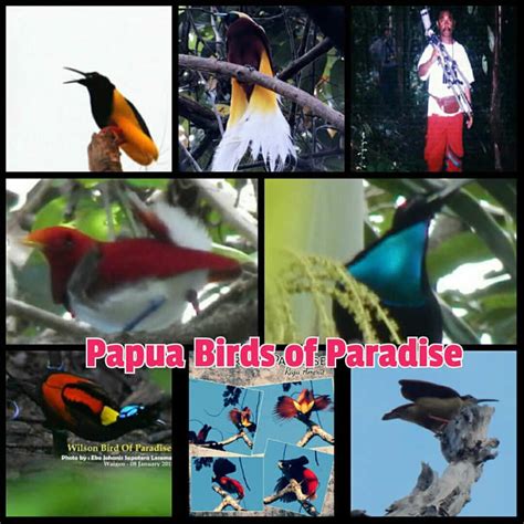 Birds Of Paradise Photography Expedition West Papua Indonesia