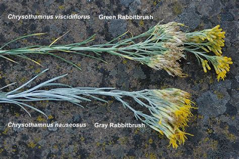 Chrysothamnus Viscidiflorus Landscape Plants Oregon State University