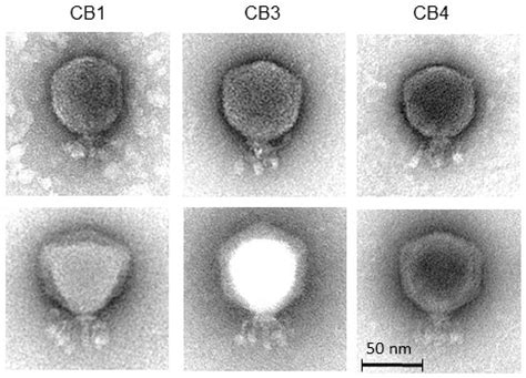 Pharmaceuticals Free Full Text Novel N4 Like Bacteriophages Of