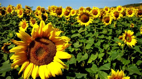 Como Plantar E Cultivar Girassol Blog Da Plantei