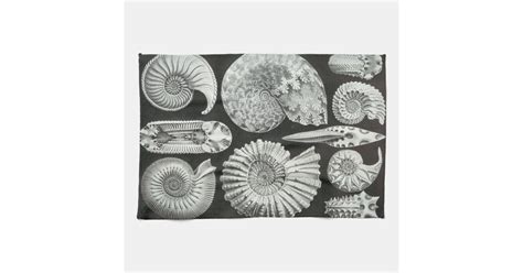 Ernst Haeckel Ammonitida Fossils Towel Zazzle