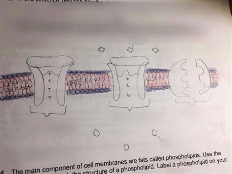 Hbs 2 2 Quiz Cell Membrane Diagram Quizlet
