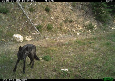 Research Quantitative Ecology Lab