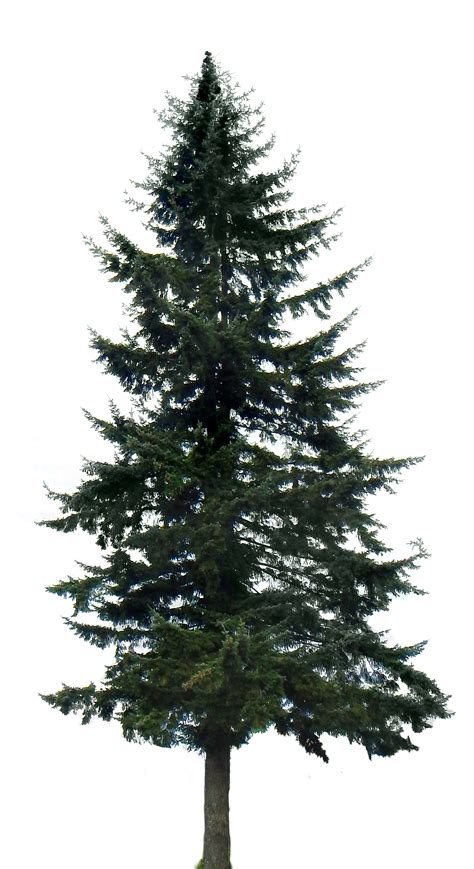 Spruce Tree Png PNG Image Collection