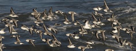 Coastal Birds Photograph By Alasdair Turner Pixels